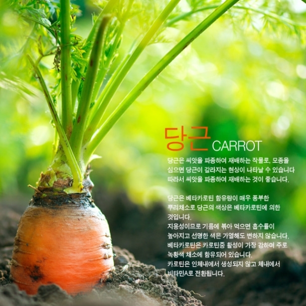 텃밭 가꾸기 뿌리 채소 당근 키우기